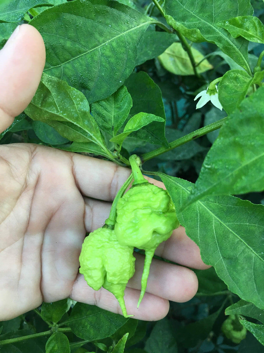 7 Pot Primo Orange (Pepper Seeds) – Towns-End Chili & Spice