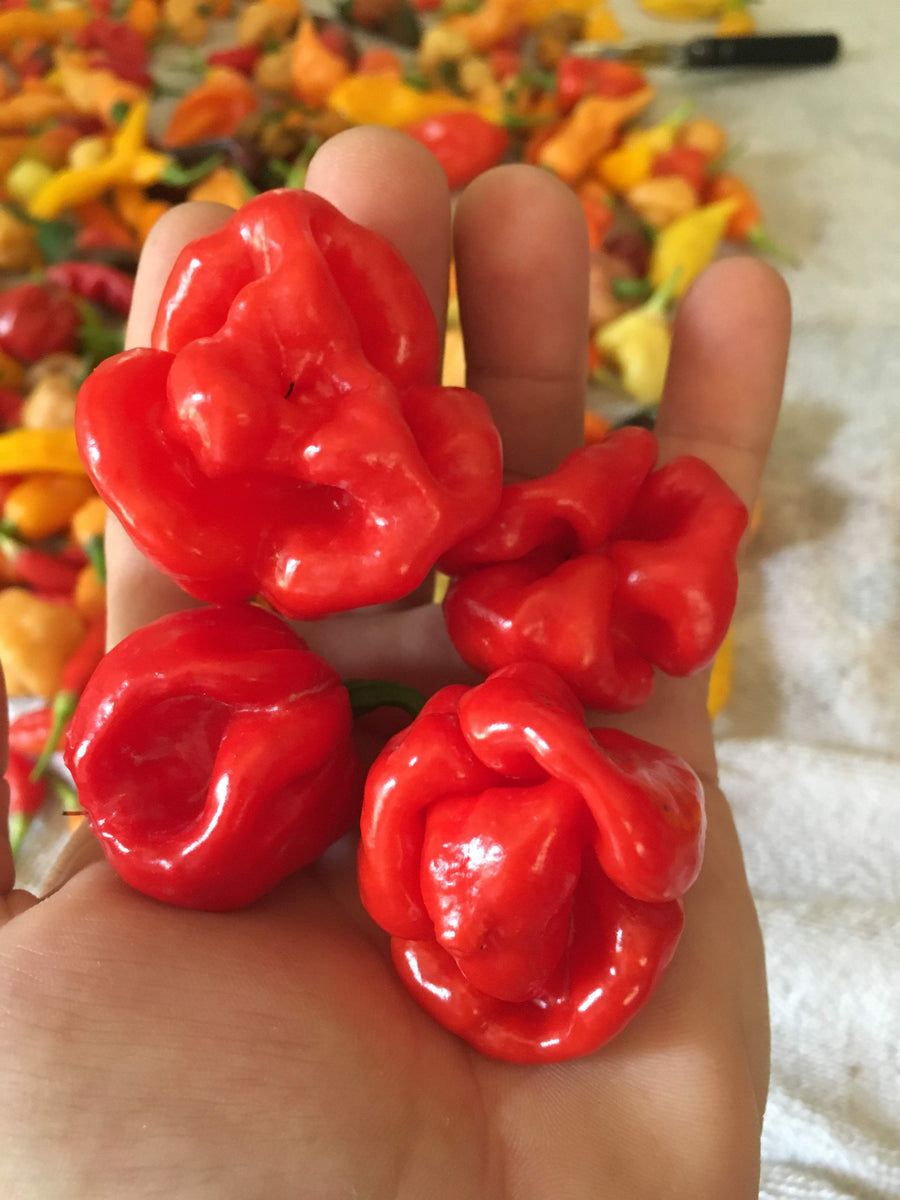 Scotch Bonnet Sweet Moruga Red – Towns-End Chili & Spice