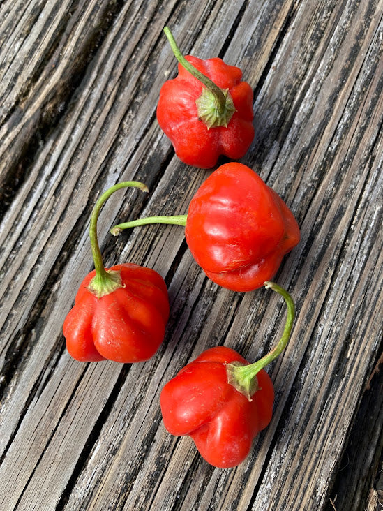 Apple Crisp (Pepper Seeds) – Towns-End Chili & Spice