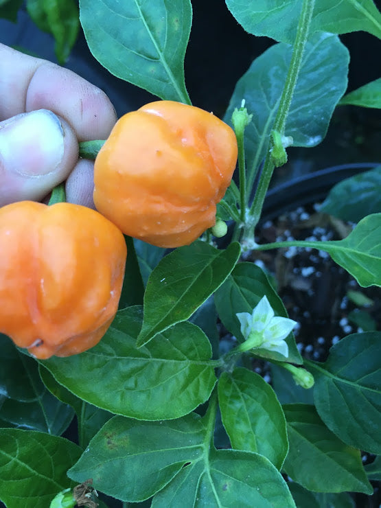 Aji Mango Stumpy (Pepper Seeds) – Towns-End Chili & Spice