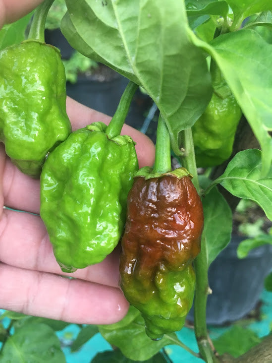Borg 9 Bleeding Chocolate (BBG) (Pepper Seeds) – Towns-End Chili & Spice