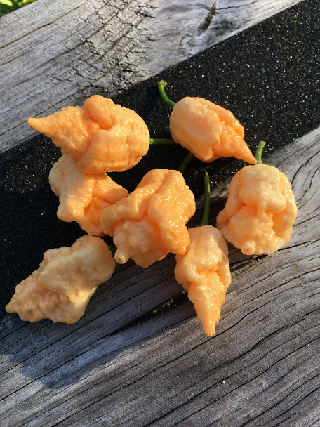 Borg 9 (Peach) Pepper Seeds – Towns-End Chili & Spice