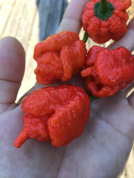 BOC X Reaper Red (Pepper Seeds) – Towns-End Chili & Spice