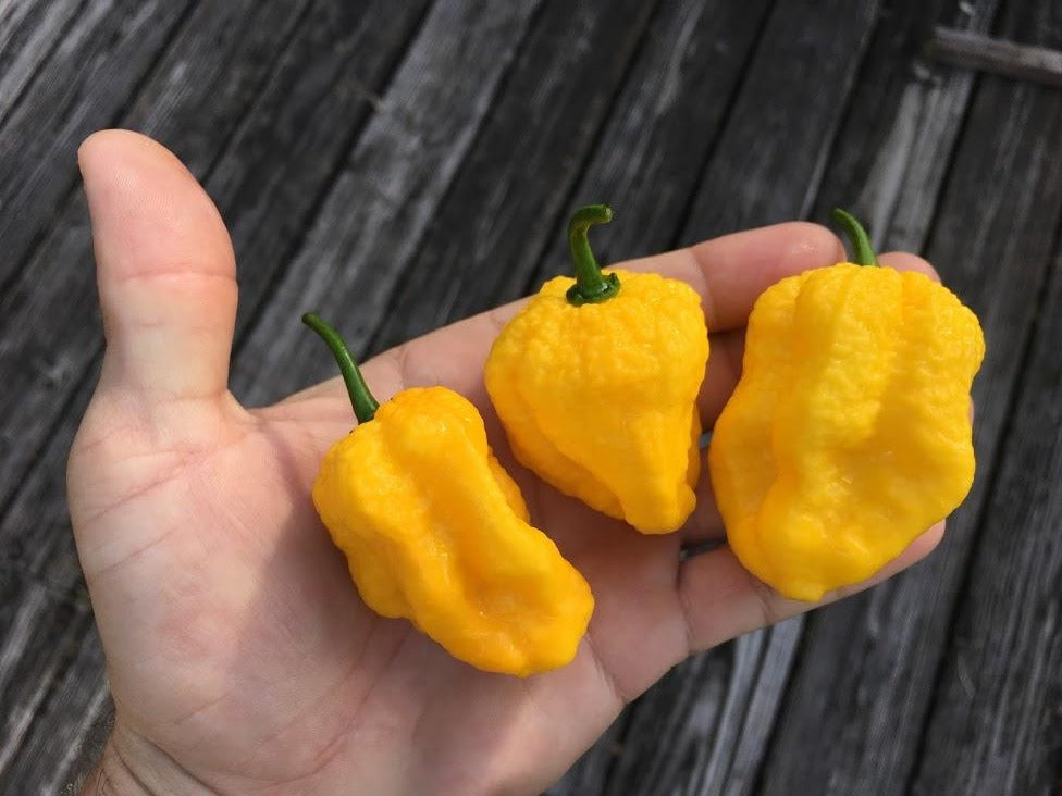 Big Yellow Mama (Pepper Seeds) – Towns-End Chili & Spice