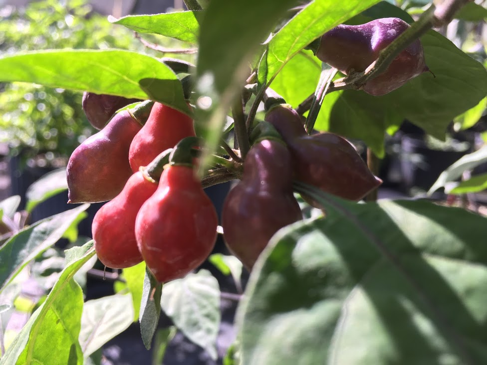 Cabaca Roxa (Pepper Seeds) – Towns-End Chili & Spice