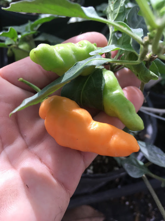 Devils Tongue Peach (Pepper Seeds) – Towns-End Chili & Spice