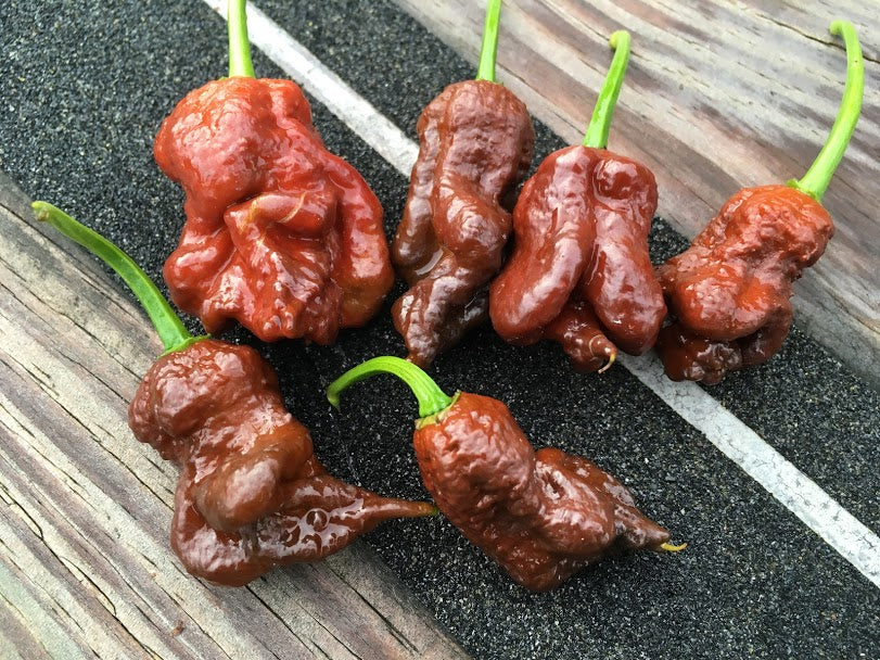 Guwa "X" Chocolate (Pepper Seeds) – Towns-End Chili & Spice