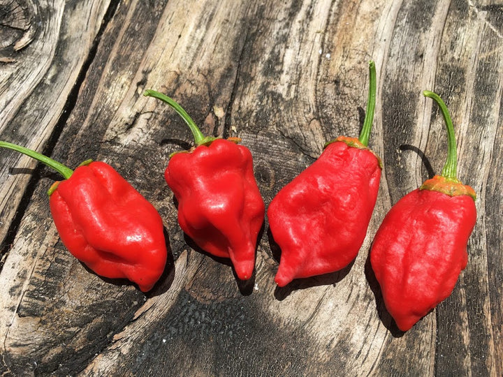 BBG Red (T-E Mix) (Pepper Seeds) – Towns-End Chili & Spice