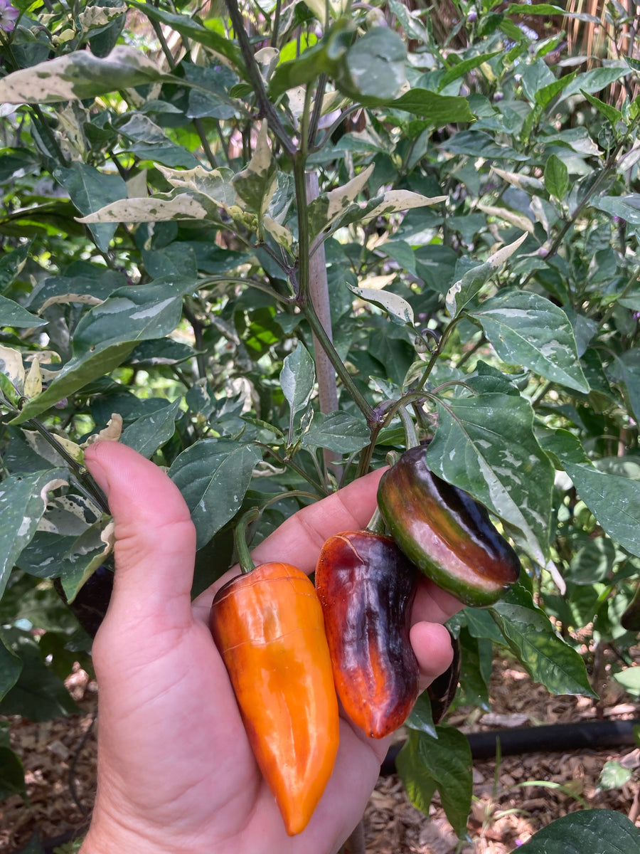 Nibiru (VSRP Poblano) (Pepper Seeds) – Towns-End Chili & Spice