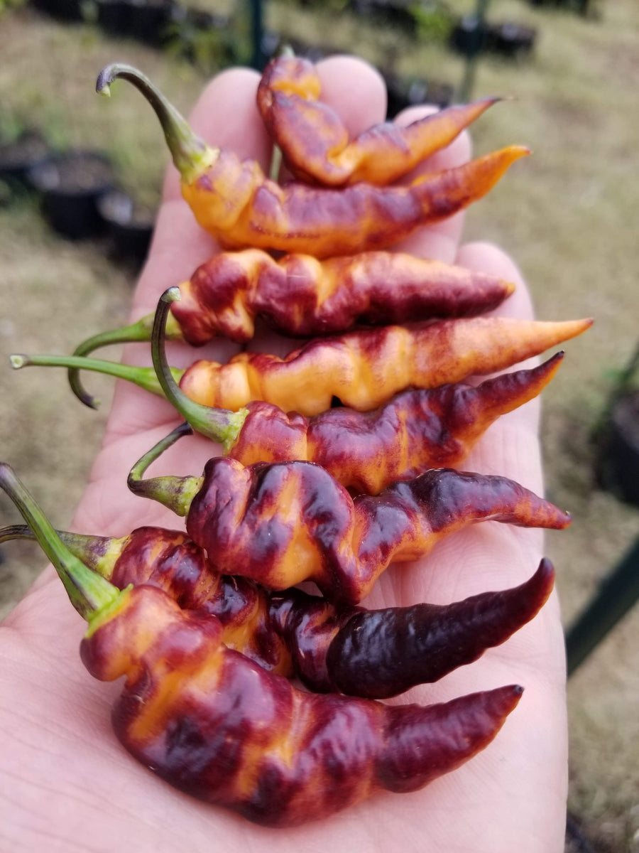 PJ Long Ice (Pepper Seeds) – Towns-End Chili & Spice