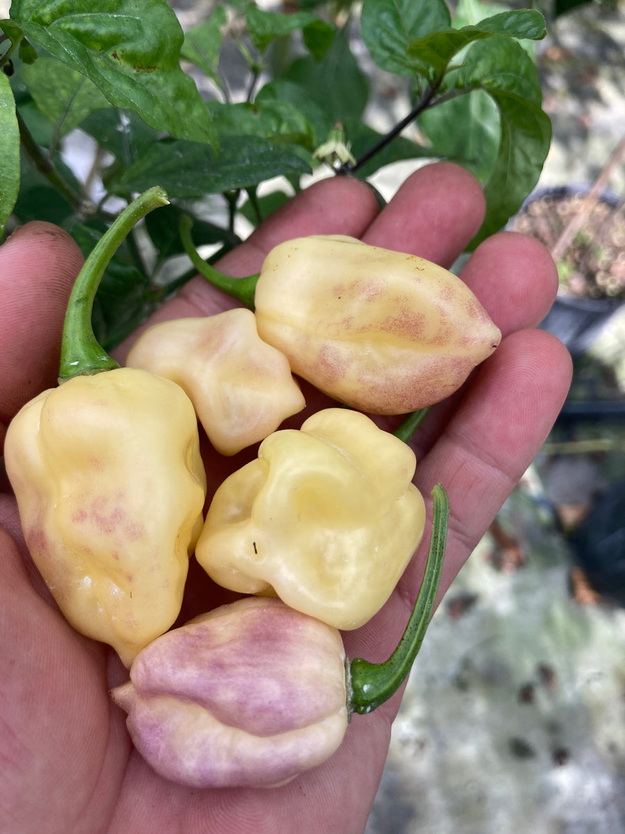 Moonlight Horizon (Pepper Seeds)(Limited) – Towns-End Chili & Spice