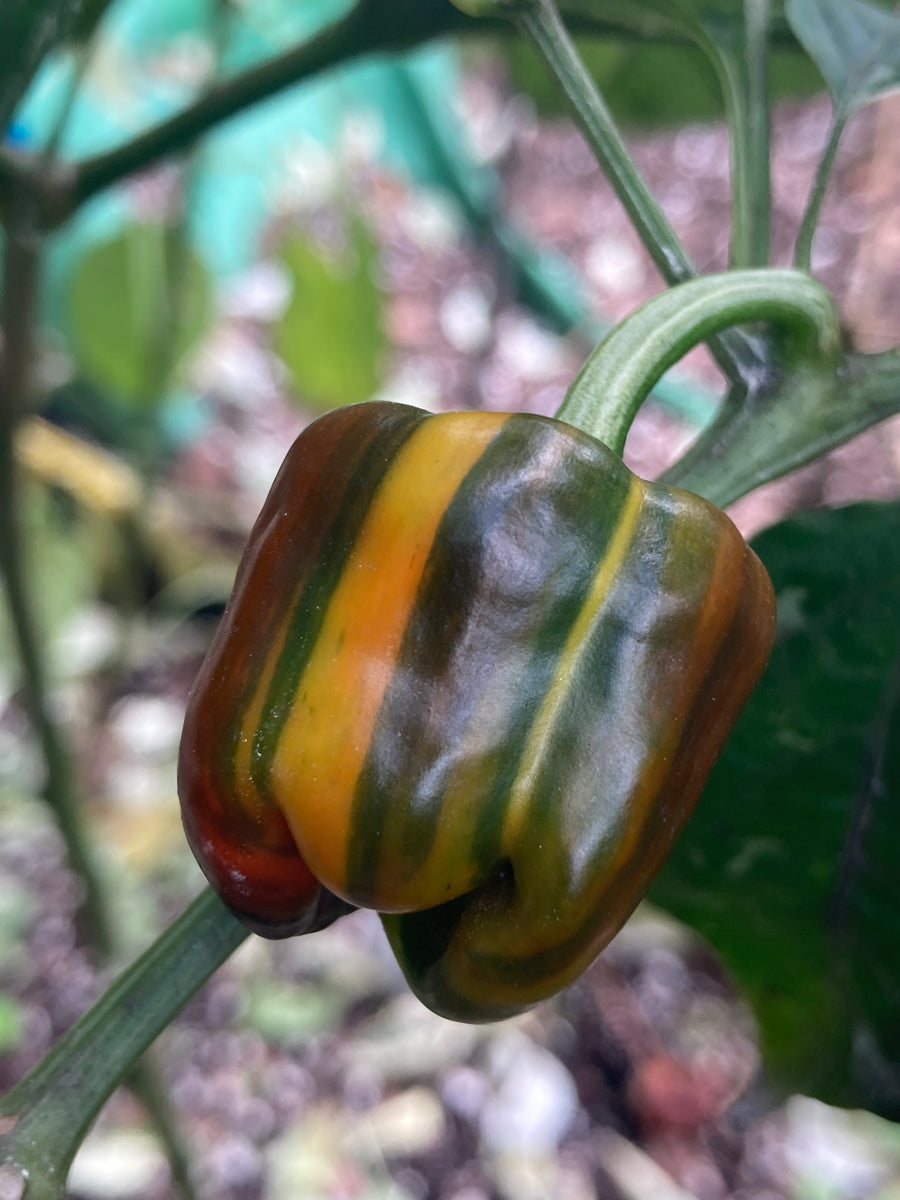 Bryan’s Blood (Rainbow Mix) (Pepper Seeds) – Towns-End Chili & Spice