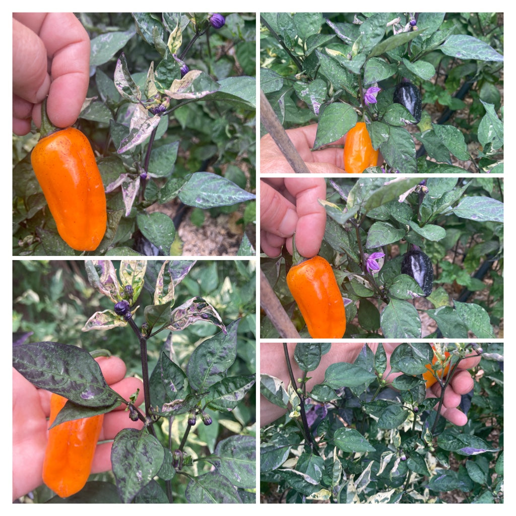 Irkalla (VSRP Poblano) (Pepper Seeds) – Towns-End Chili & Spice