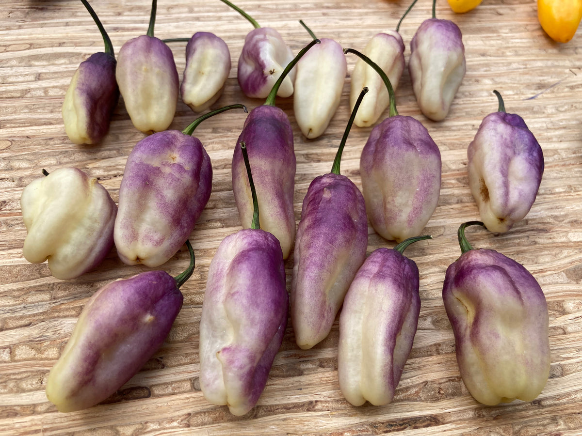Flamingo Karen (Pepper Seeds) – Towns-End Chili & Spice