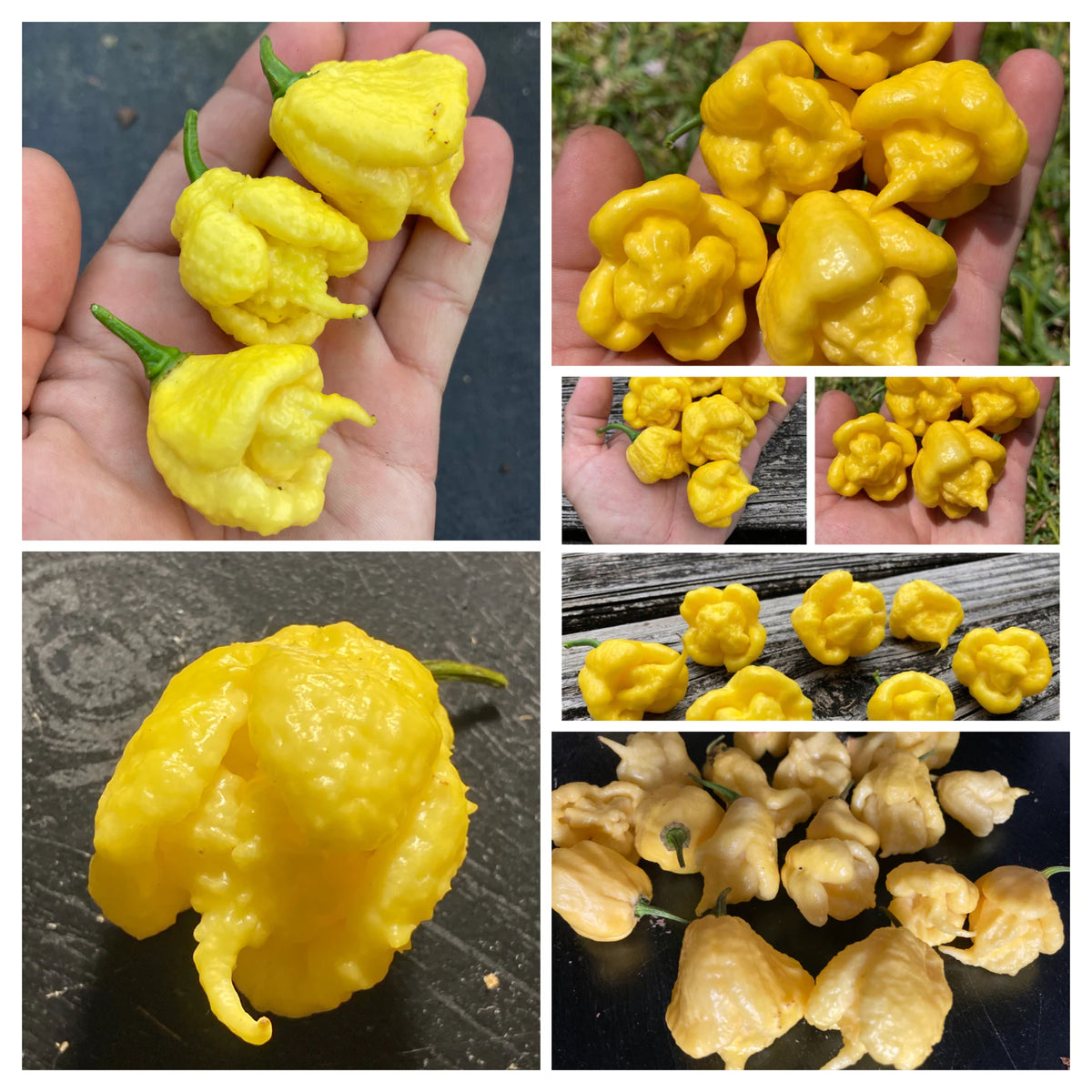 “Creamo” BOC X Primo (Cream) Pepper Seeds – Towns-End Chili & Spice