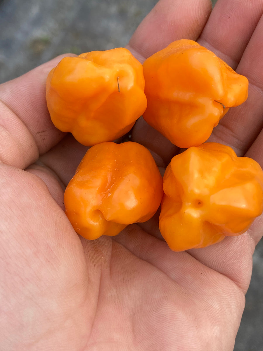 Aji Mango Stumpy (Pepper Seeds) – Towns-End Chili & Spice