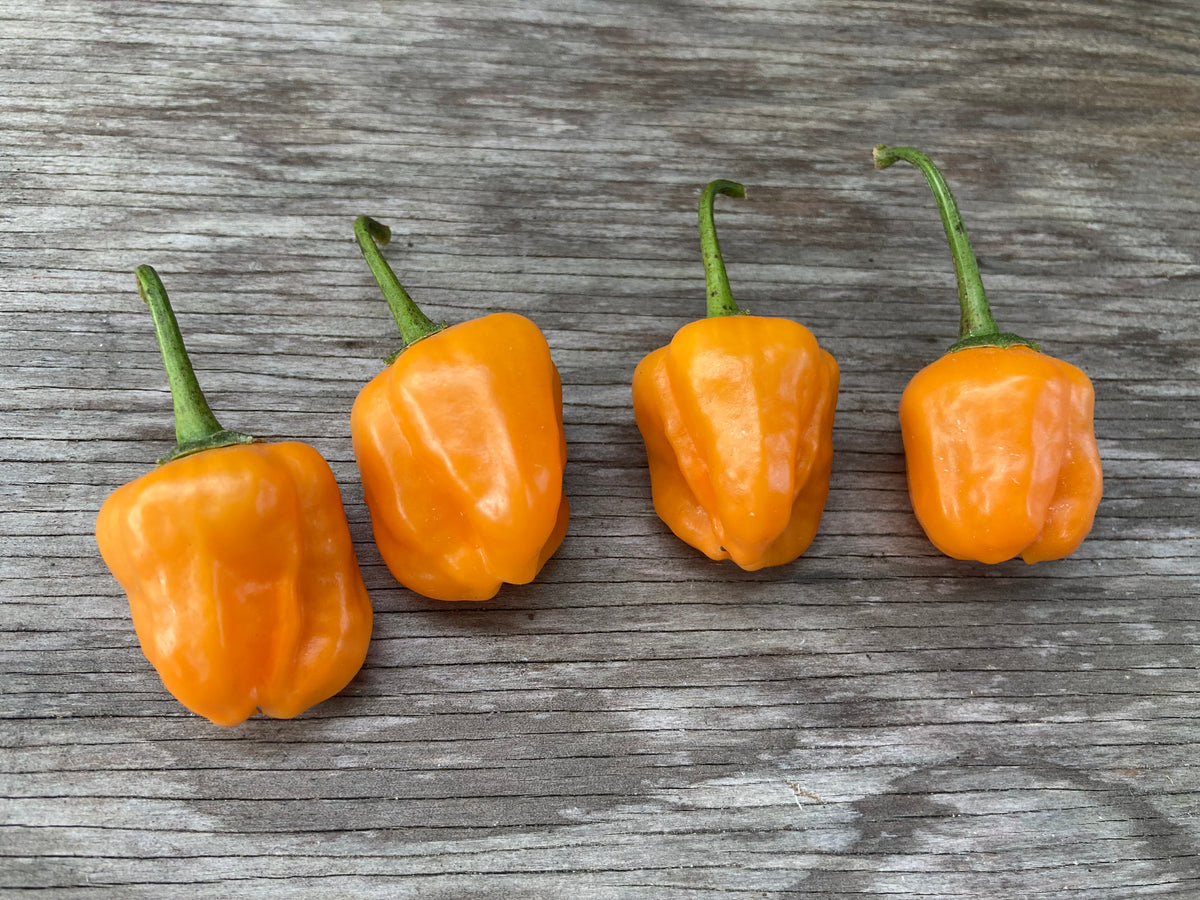 Aji Mango Stumpy (Pepper Seeds) – Towns-End Chili & Spice