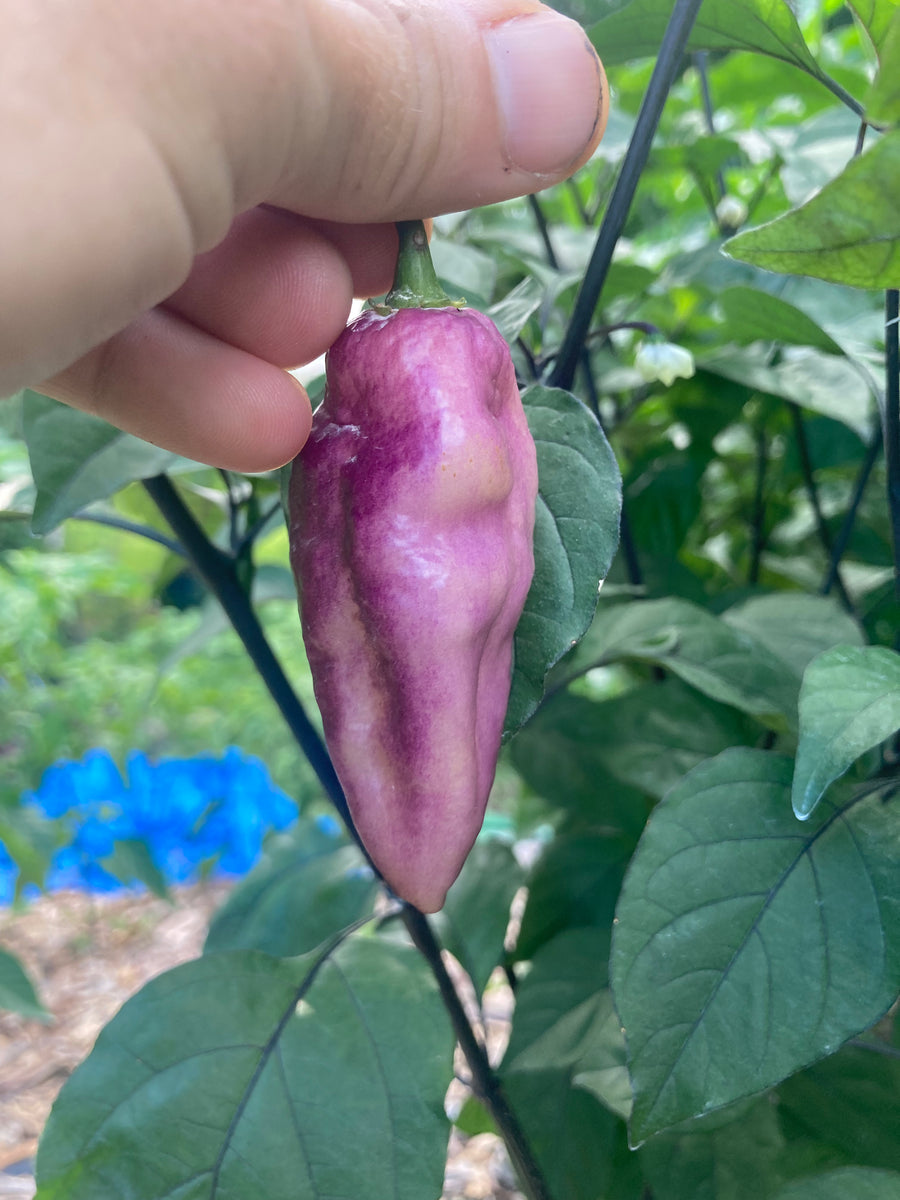 Flamingo Karen (Pepper Seeds) – Towns-End Chili & Spice