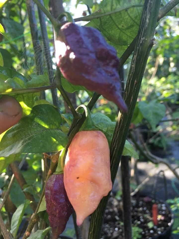 Taj Mahal Pink Minion (Pepper Seeds) – Towns-End Chili & Spice