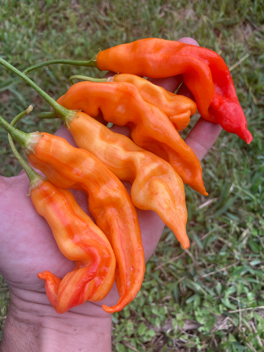 Sugar Rush Stripey (Pepper Seeds) – Towns-End Chili & Spice