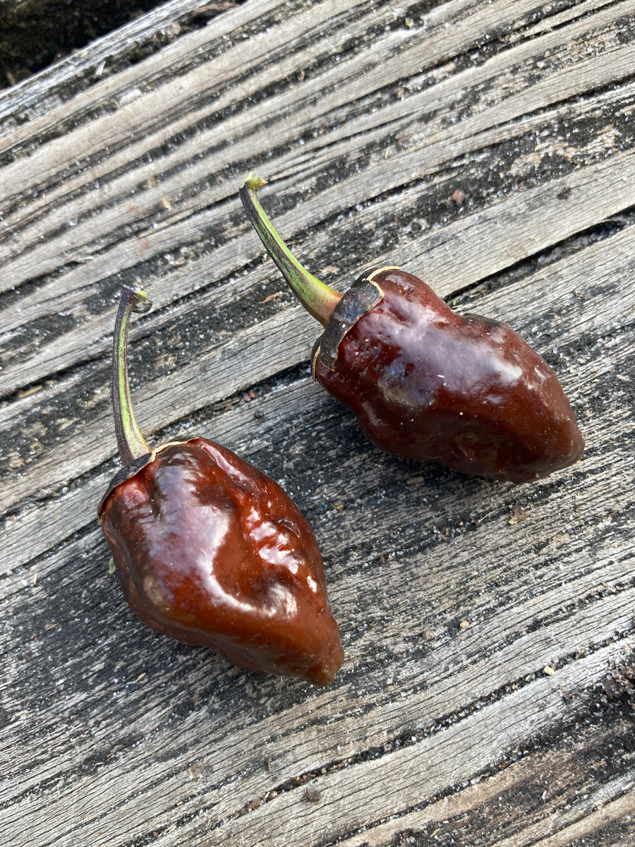 Monstergum Leopard Chocolate (Pepper Seeds)(Limited) – Towns-End Chili ...