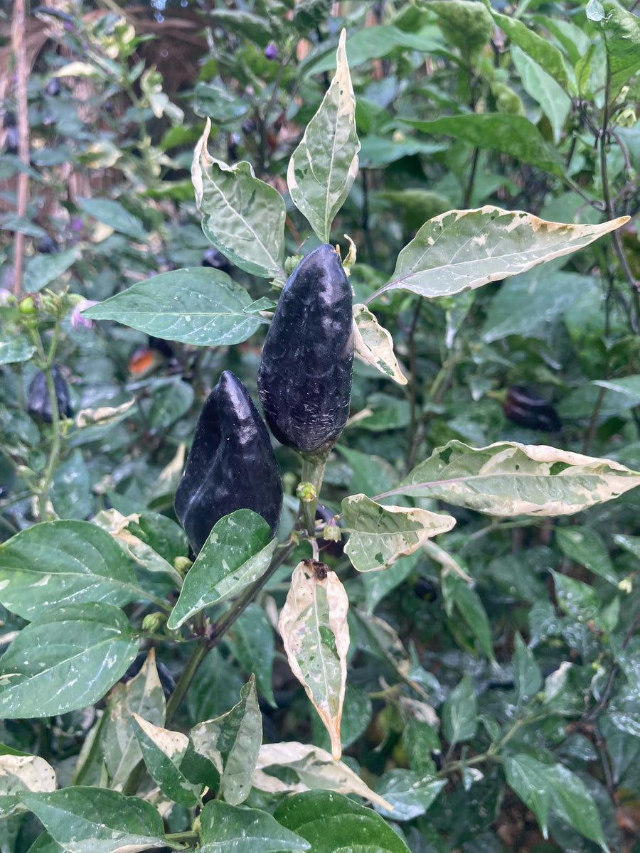 Avalon (VSRP Poblano) (Pepper Seeds) – Towns-End Chili & Spice