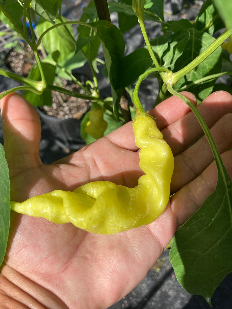 Sugar Rush Stripey (Pepper Seeds) – Towns-End Chili & Spice