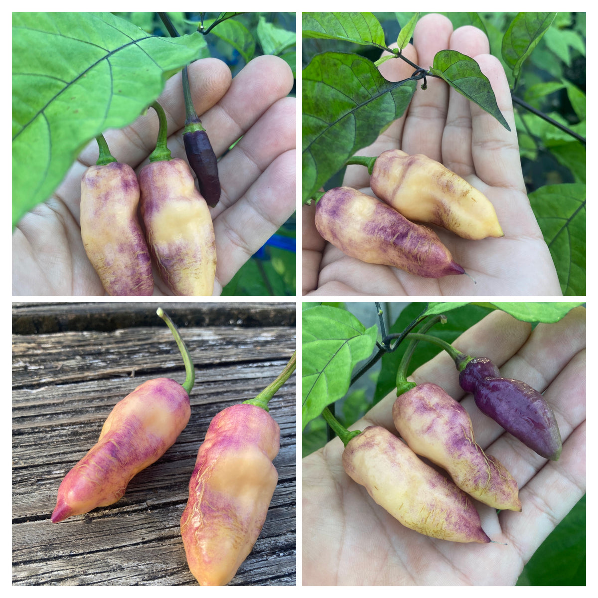 PJ Peach/Pink (Pepper Seeds) – Towns-End Chili & Spice
