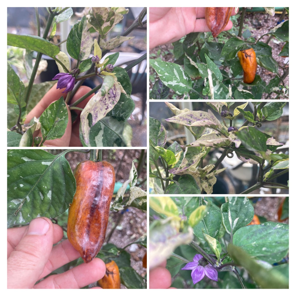 Kandam (VSRP Poblano) (Pepper Seeds) – Towns-End Chili & Spice