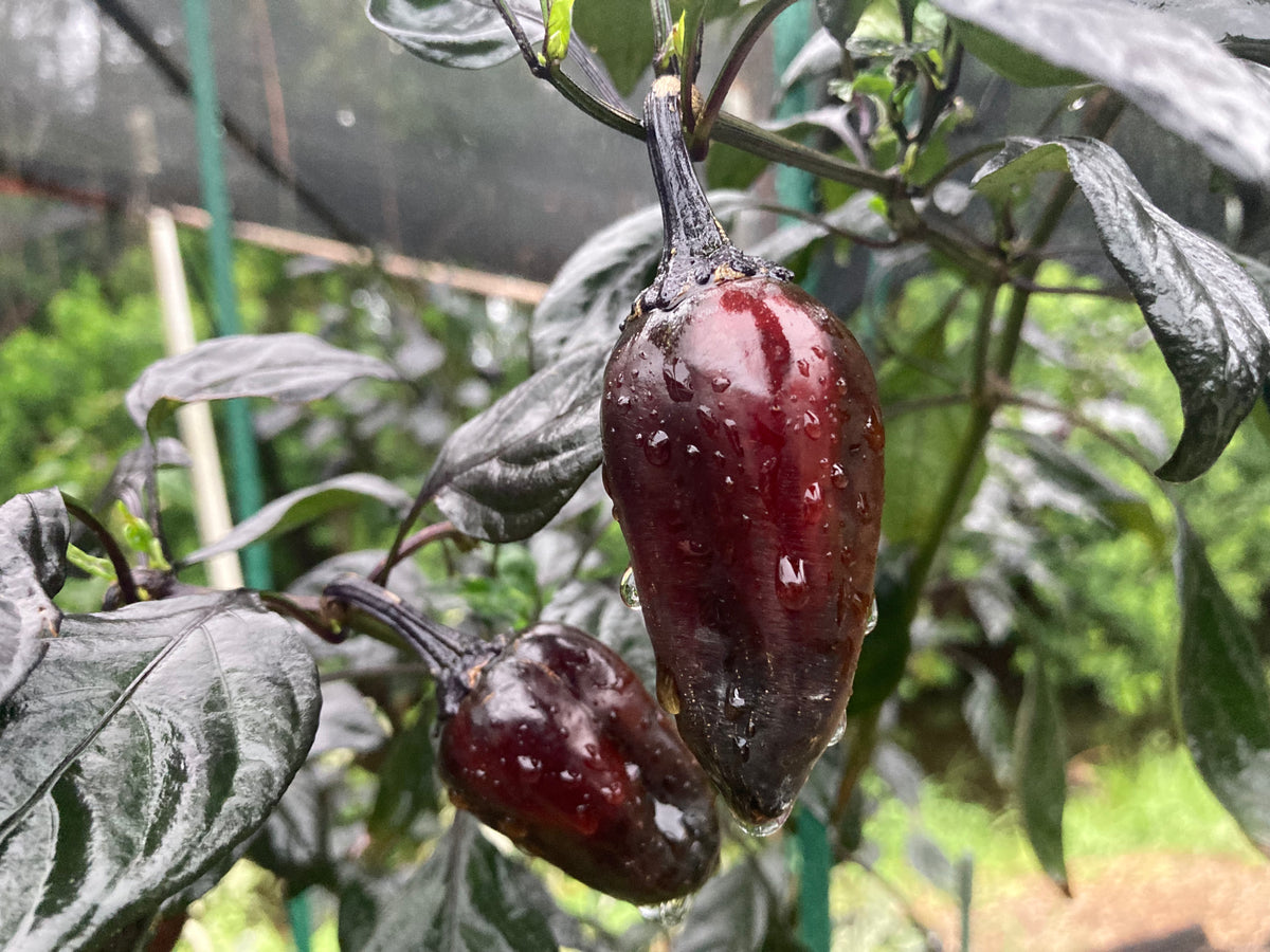 Naraka (VSRP Poblano) (Pepper Seeds) – Towns-End Chili & Spice