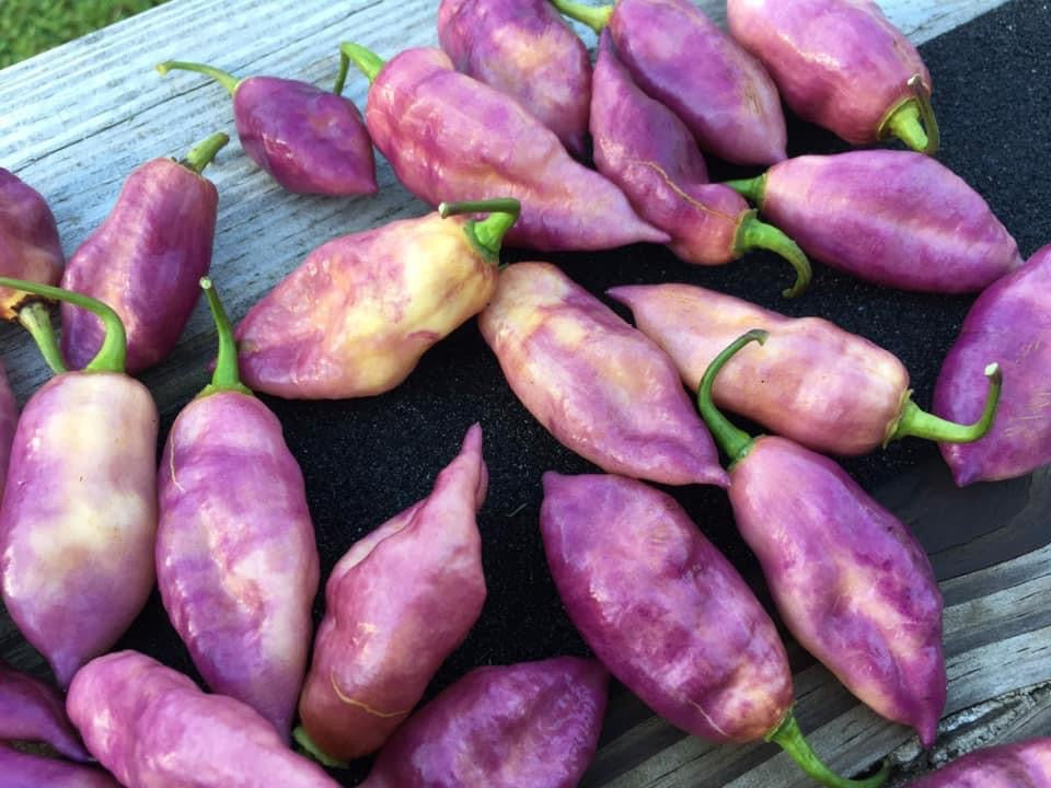 Taj Mahal Pink Minion (Pepper Seeds) – Towns-End Chili & Spice