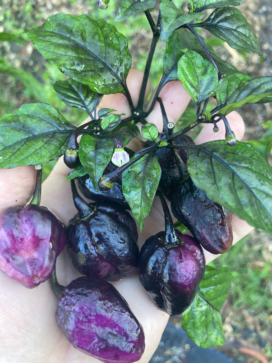 Phat Karen (Pepper Seeds) (Limited) – Towns-End Chili & Spice