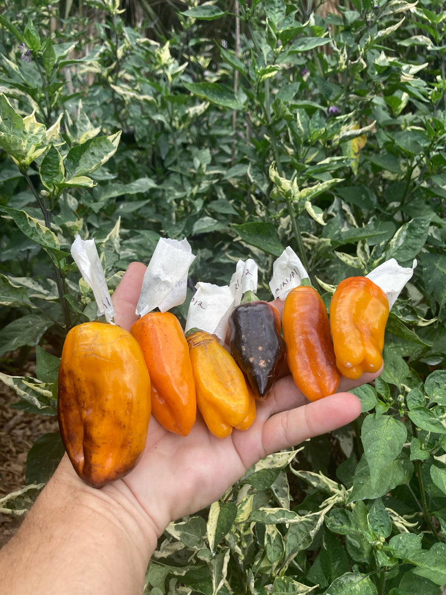 Camelot (VSRP Poblano) (Pepper Seeds) – Towns-End Chili & Spice
