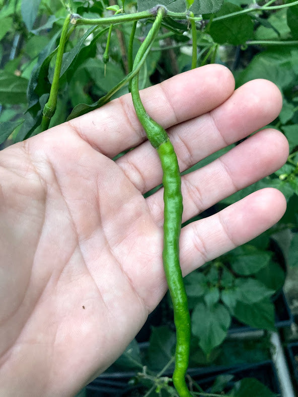 Kopay Cabai ( Pepper Seeds) – Towns-End Chili & Spice
