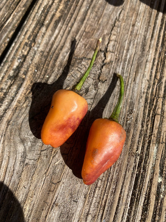 Mya Cubana (Pepper Seeds) – Towns-End Chili & Spice