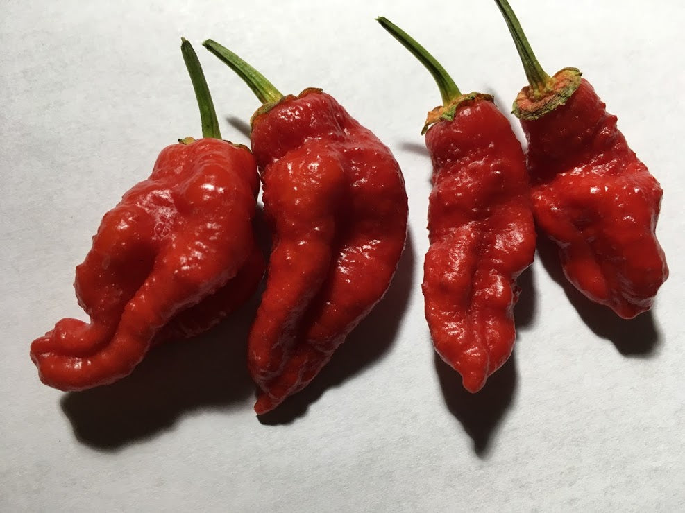 MonsterGum Leopard Red (Pepper Seeds) – Towns-End Chili & Spice