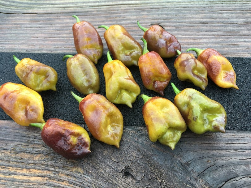 Taj Mahal Mustard Minion (Pepper Seeds) – Towns-End Chili & Spice