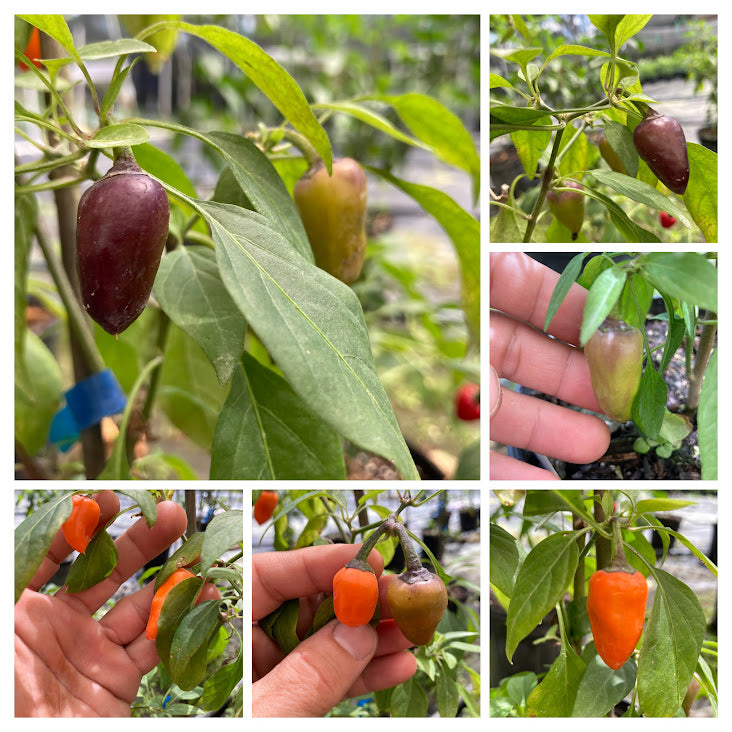 Mya Cubana (Pepper Seeds) – Towns-End Chili & Spice