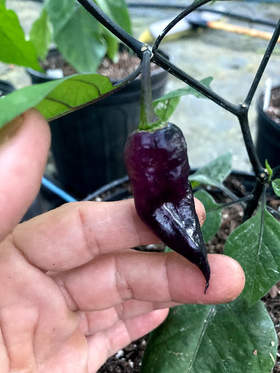 PJ Purple/Peach (Pepper Seeds) – Towns-End Chili & Spice