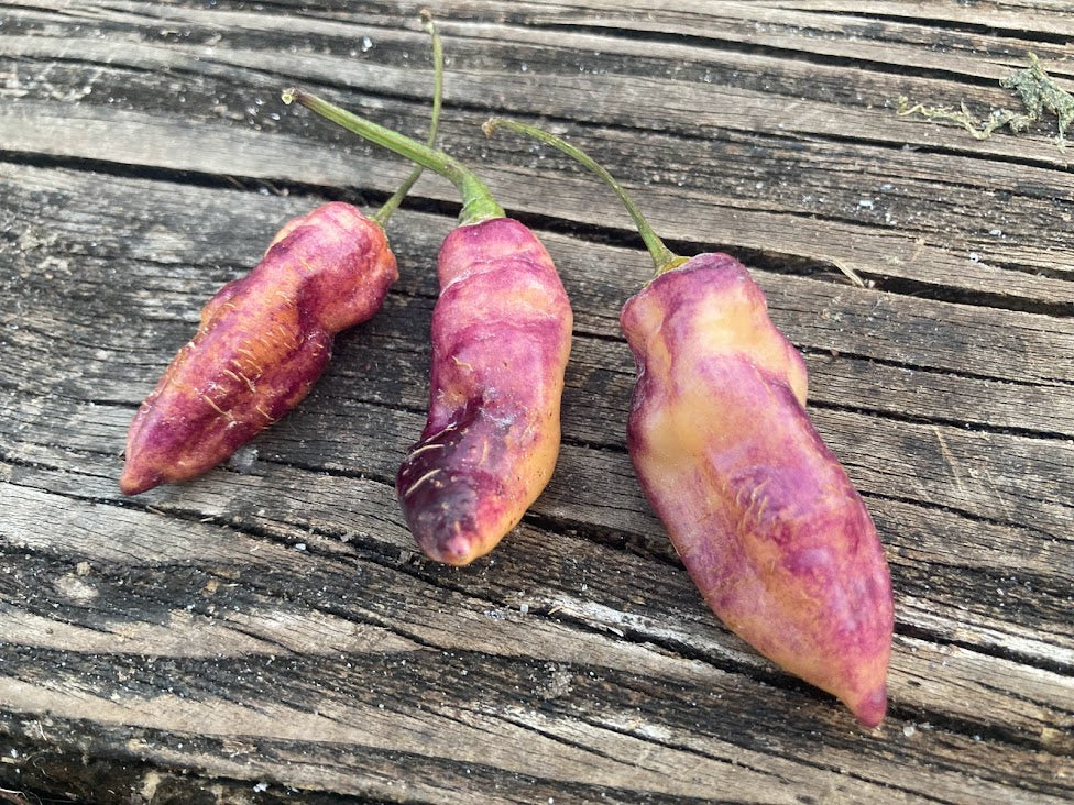 PJ Peach/Pink (Pepper Seeds) – Towns-End Chili & Spice