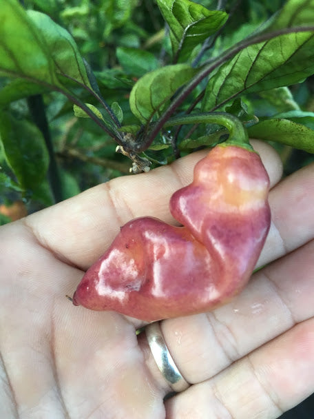 PJ Smooth Pink (Pepper Seeds) – Towns-End Chili & Spice
