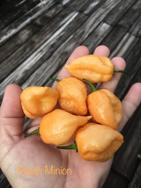 Taj Mahal Peach Minion (Pepper Seeds) – Towns-End Chili & Spice