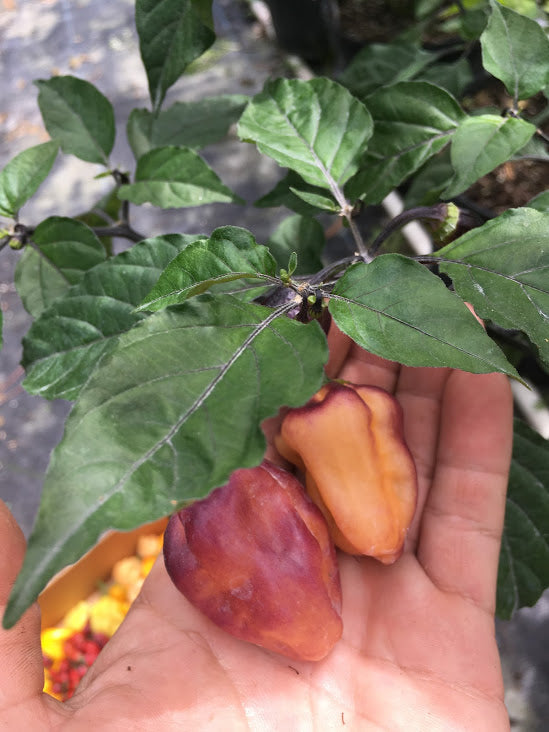 Puma Peach Habanero T-E (Pepper Seeds) – Towns-End Chili & Spice