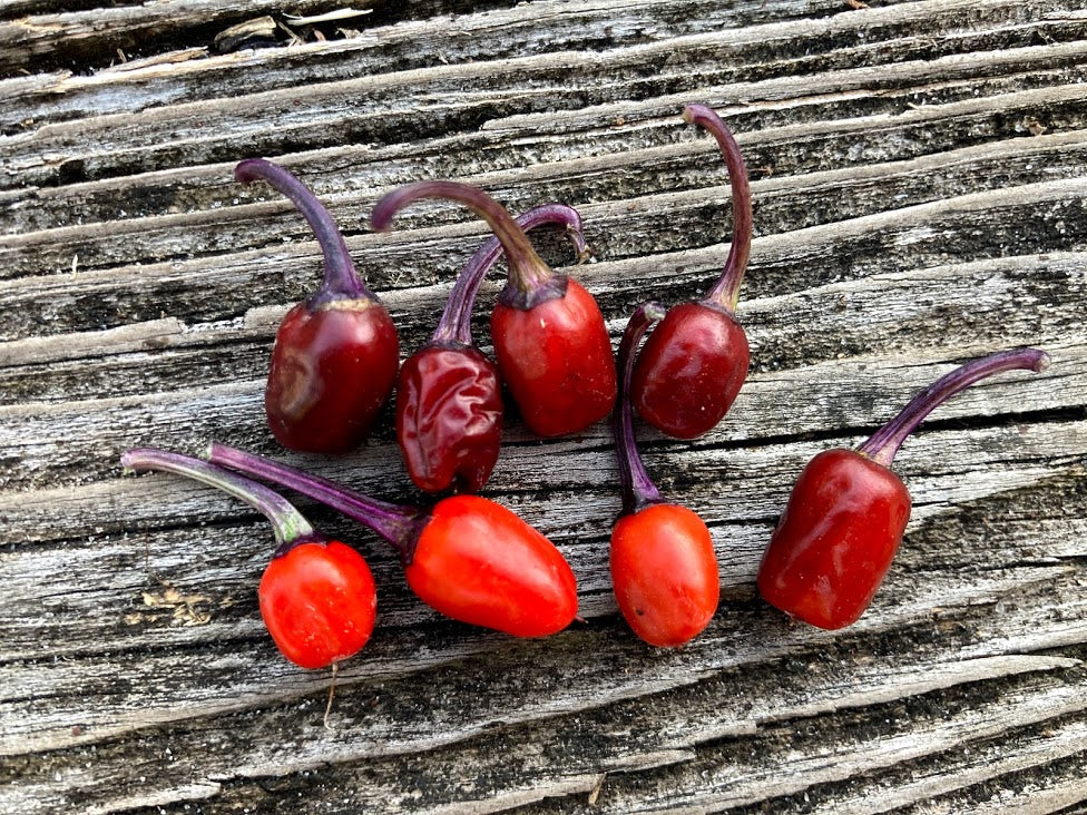 Purple Tiger x Uchu Cream (Pepper Seeds) – Towns-End Chili & Spice