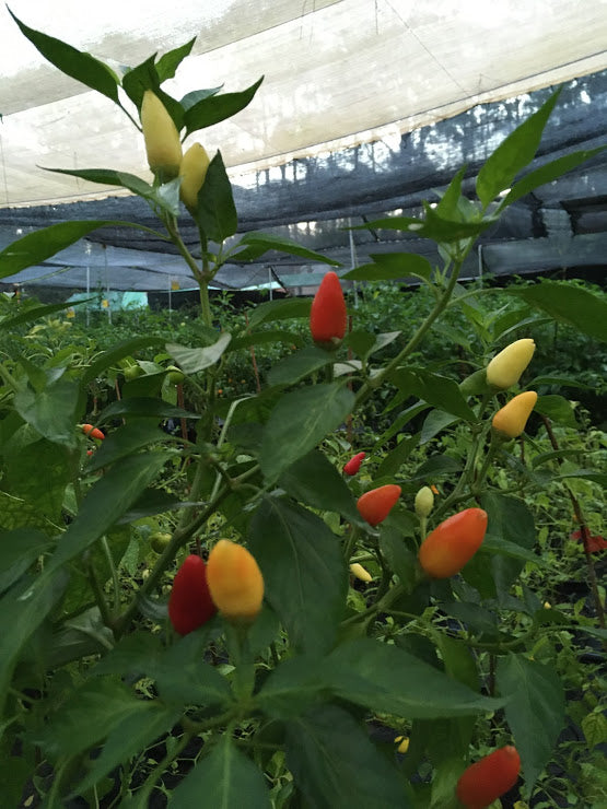 Purira (Pepper Seeds) – Towns-End Chili & Spice