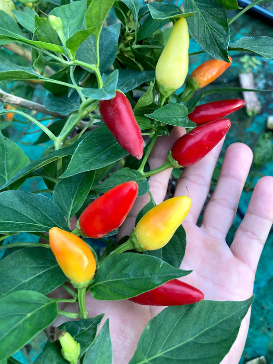 Purira (Pepper Seeds) – Towns-End Chili & Spice