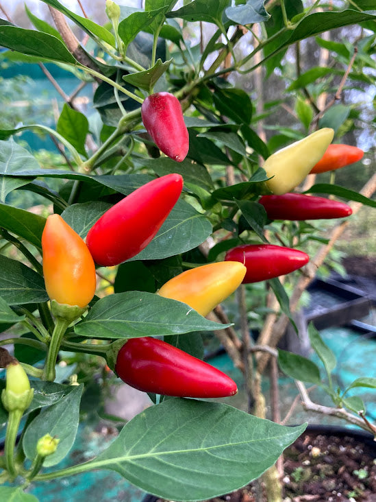 Purira (Pepper Seeds) – Towns-End Chili & Spice