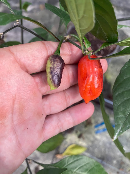 Roxa Lantern Red Matrix (Pepper Seeds) – Towns-End Chili & Spice
