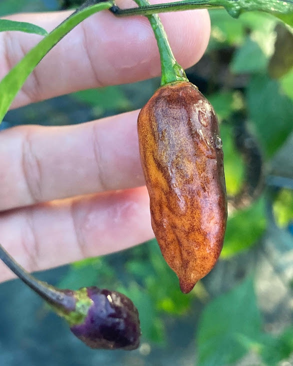 Roxa Lantern Red Matrix (Pepper Seeds) – Towns-End Chili & Spice