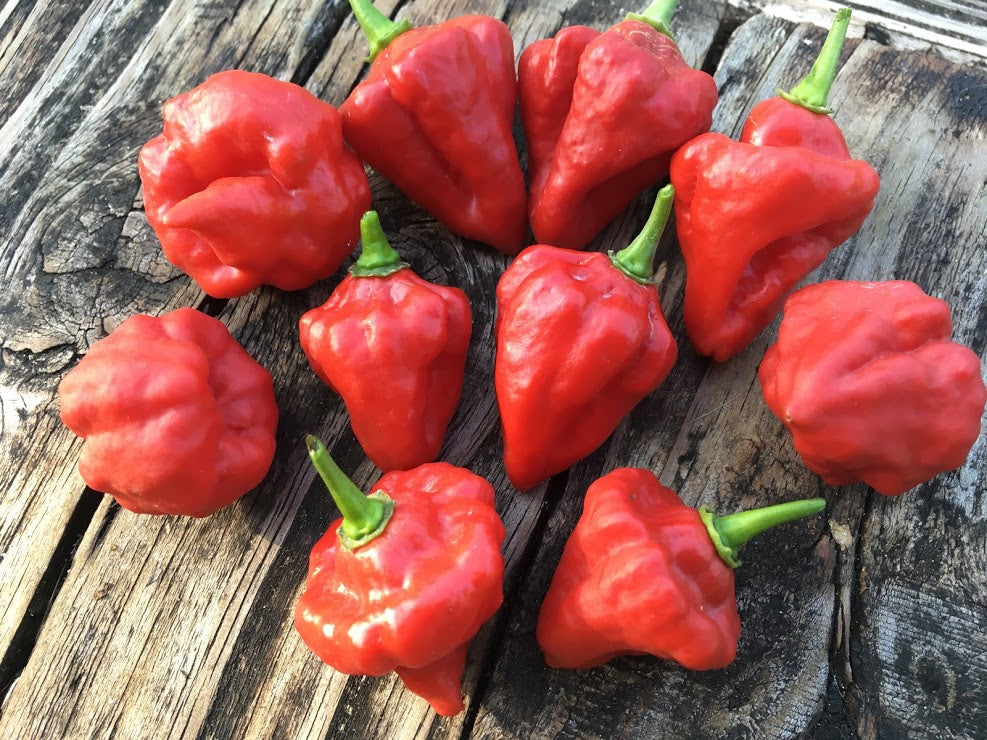 Turks Cap (Pepper Seeds) – Towns-End Chili & Spice